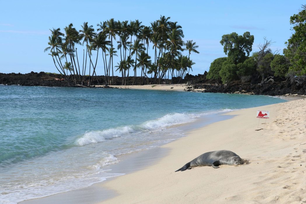 The Hawaiian Monk Seal: Everything To Know | Na Pali Riders